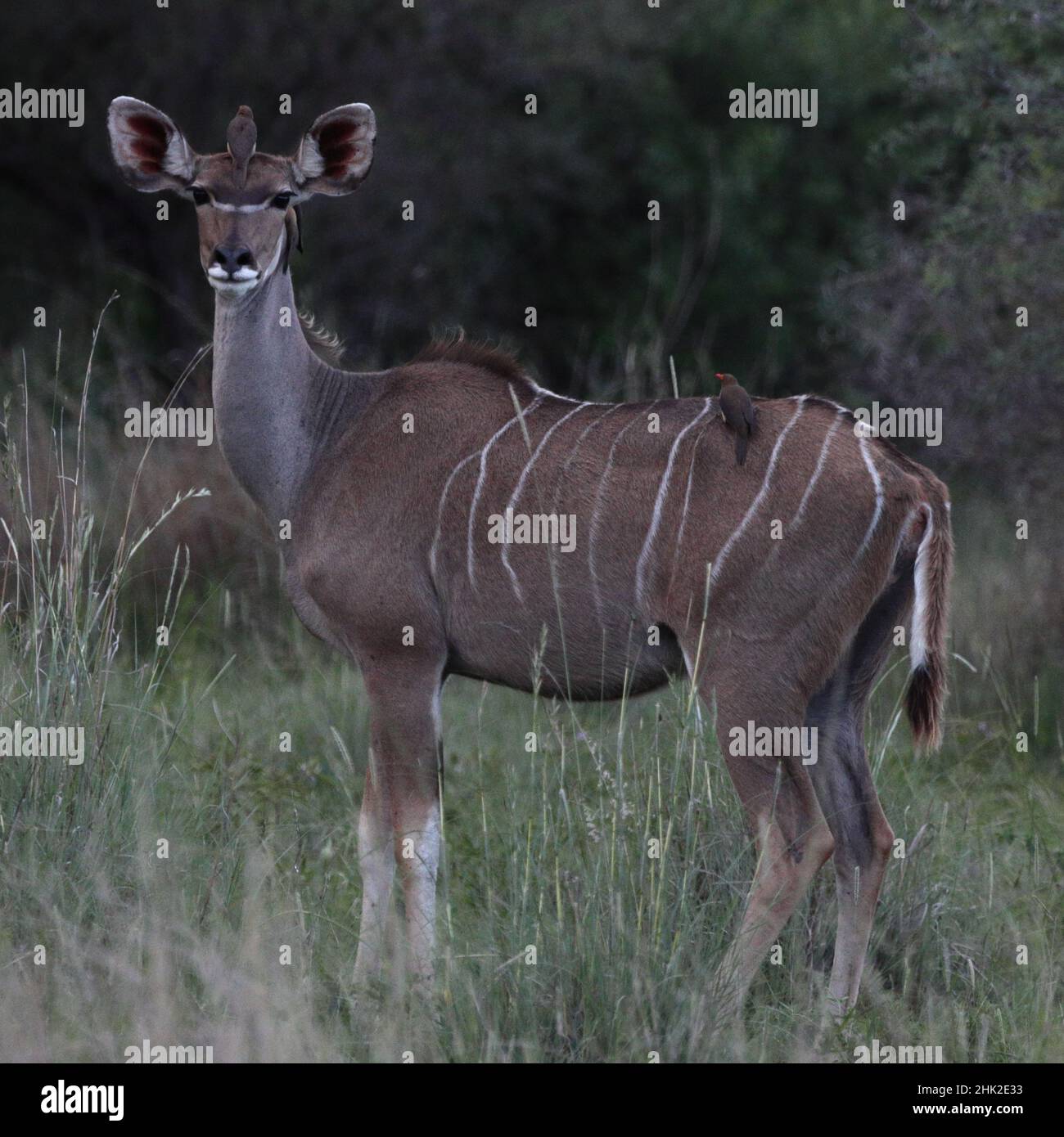 Closeup of a female kudu with birds on her head and back in Northam ...