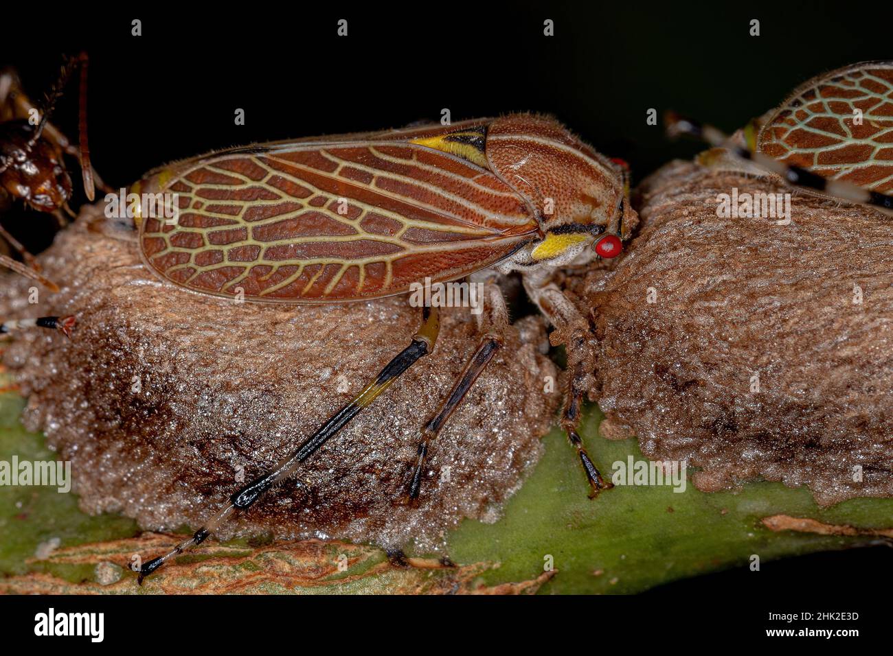 Adult Aetalionid Treehopper of the species Aetalion reticulatum Stock ...