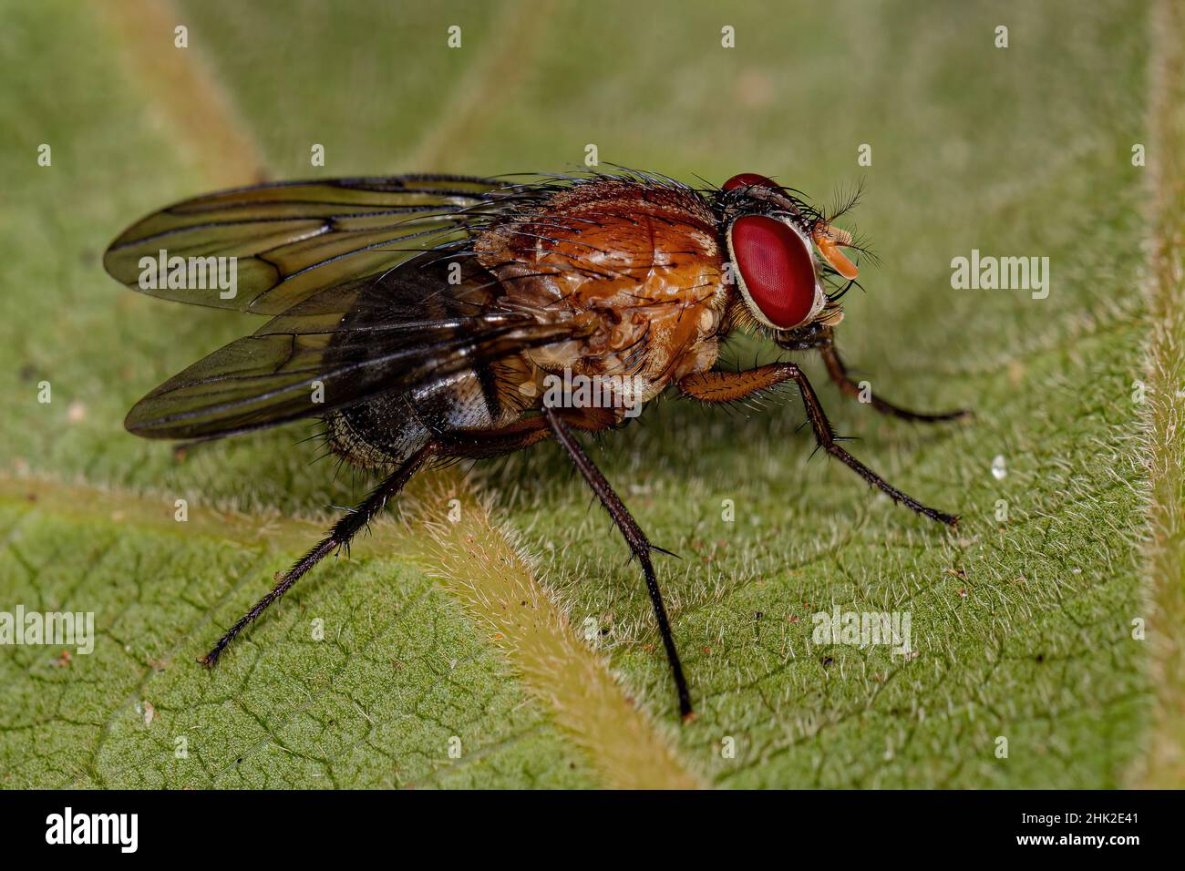 Calyptrate hi-res stock photography and images - Alamy
