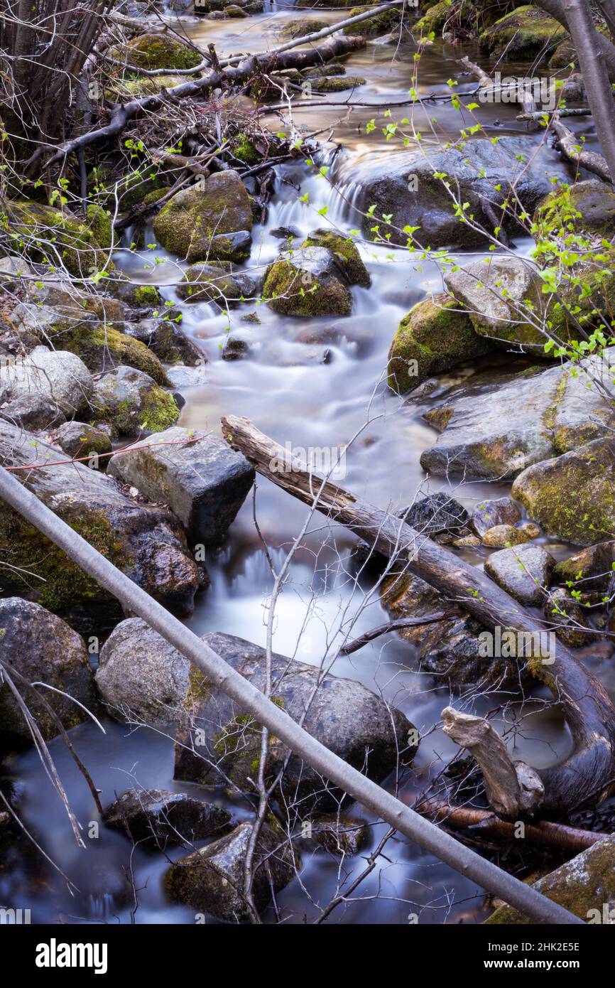Vertical of branches fallen on a waterfall flowing down the rocks ...