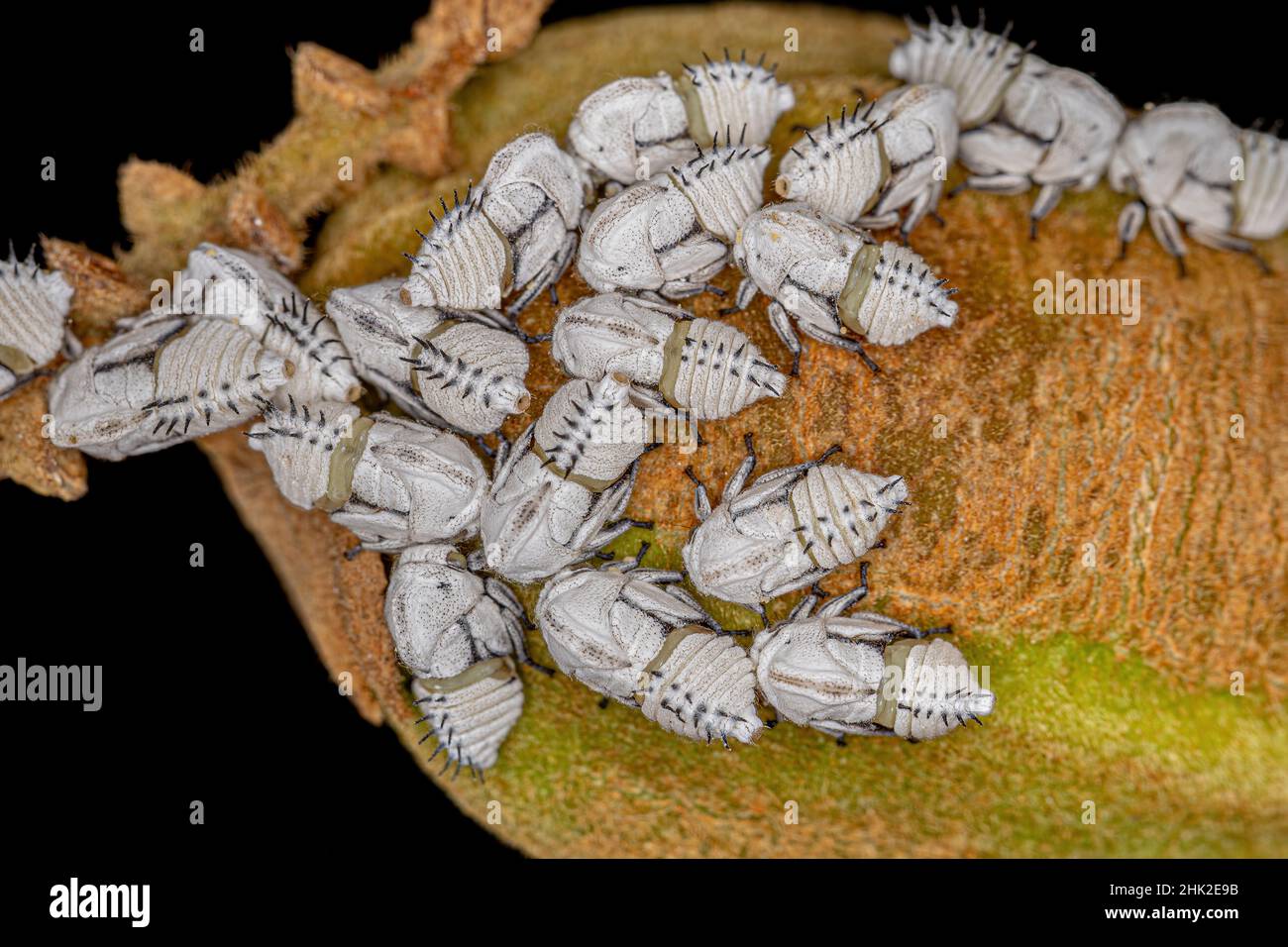 Typical Treehoppers nymphs of the Family Membracidae Stock Photo - Alamy