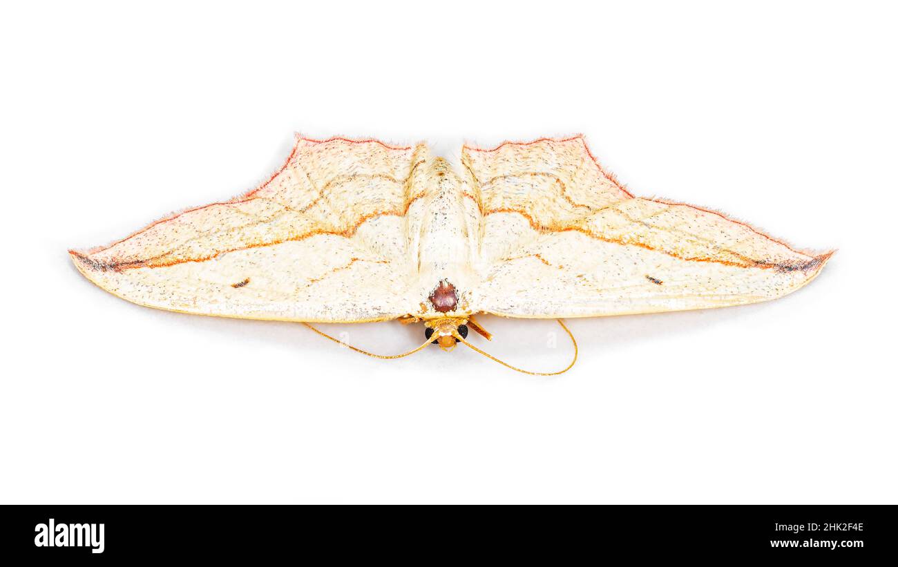 Blood vein moth hi-res stock photography and images - Alamy