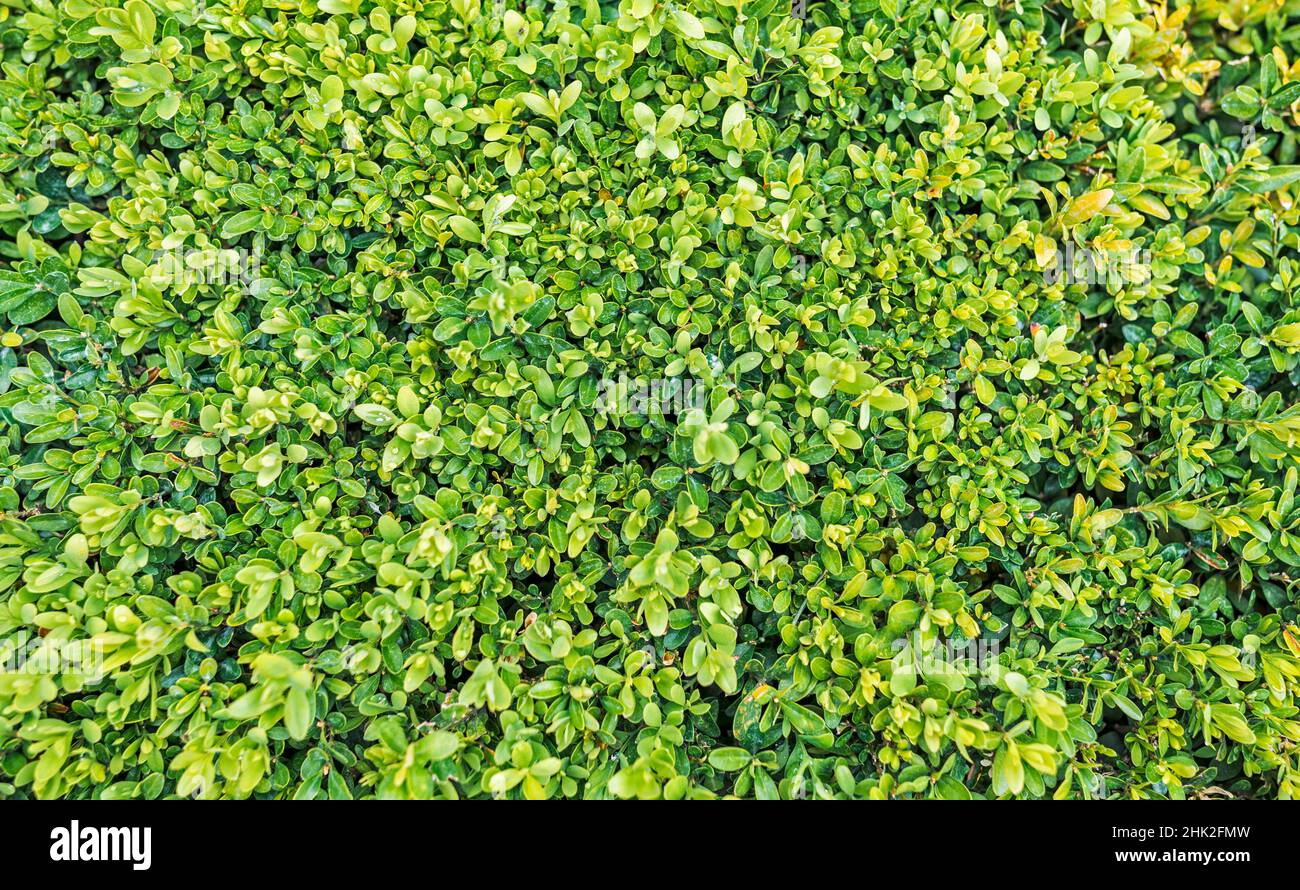 Lots of fresh green leaves close-up, texture of clipped shrubs Stock ...
