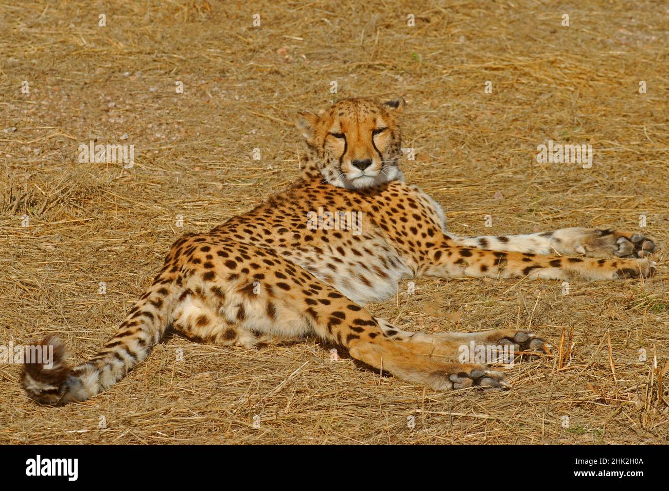 Leopard panther wildlife african hi-res stock photography and images ...