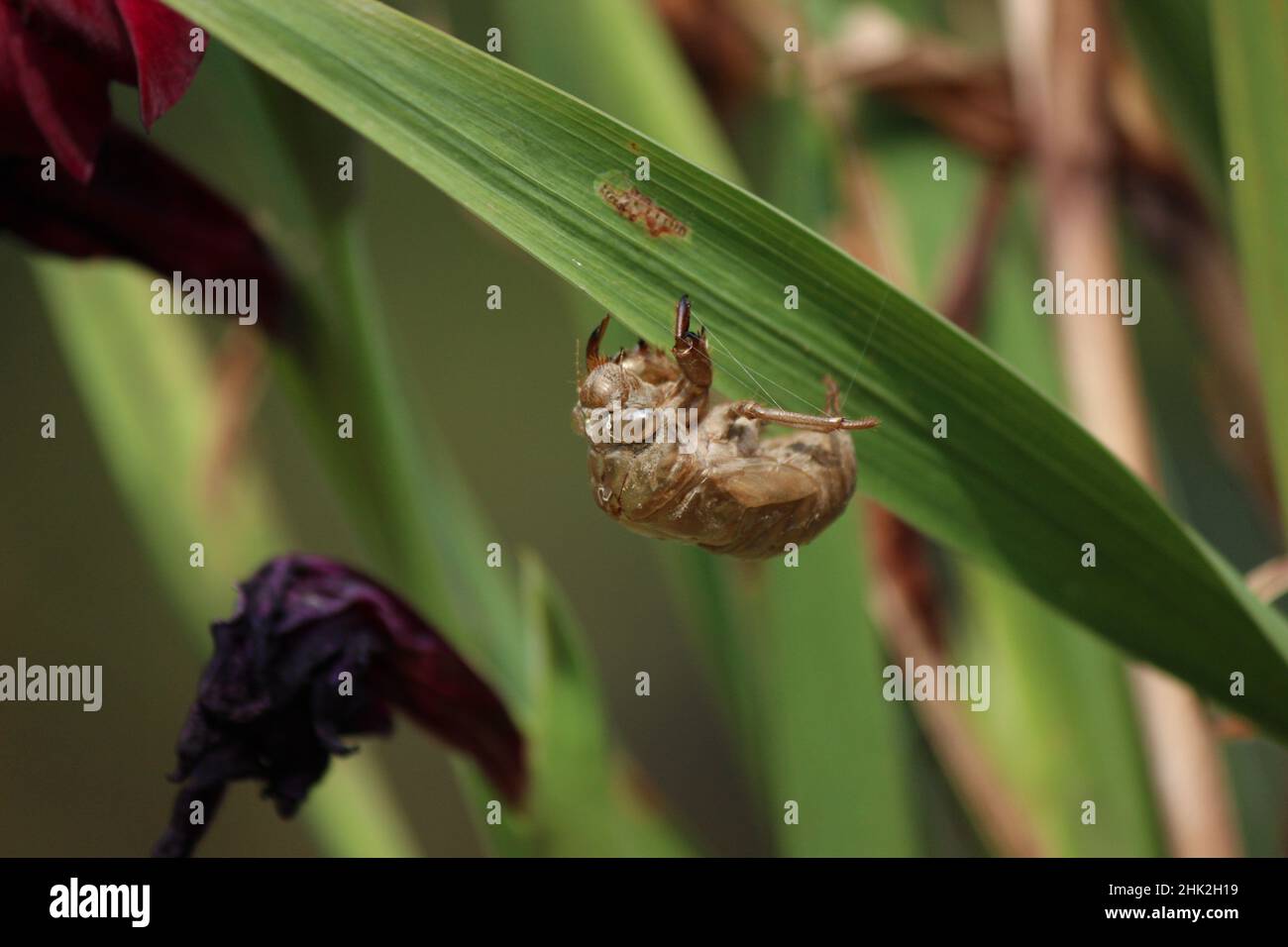 Cicada Insect Shell in Garden after Shedding Stock Photo - Alamy