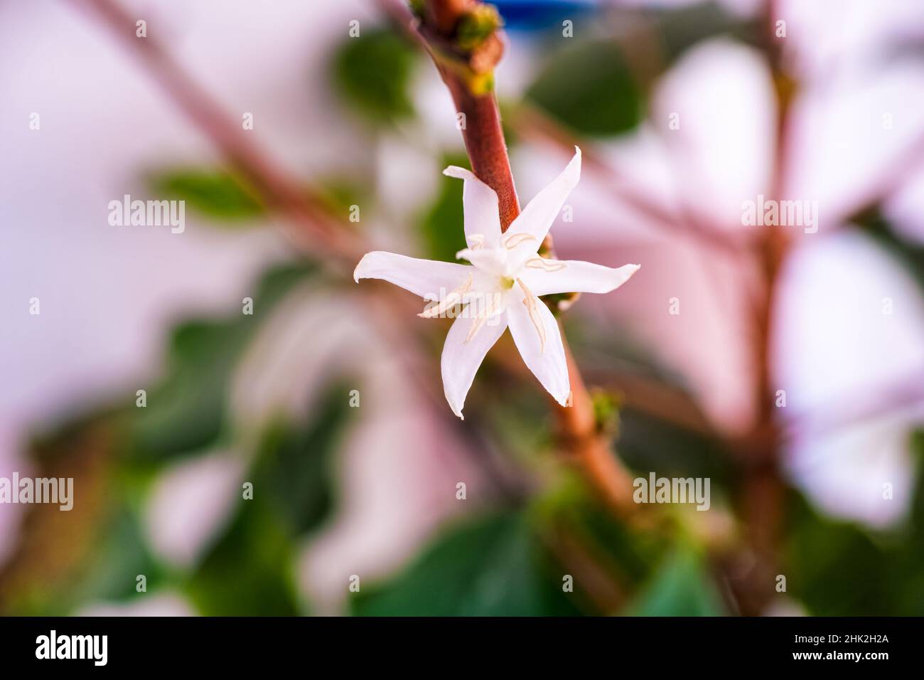 A single white coffee flower blooming on a branch of a coffee tree ...