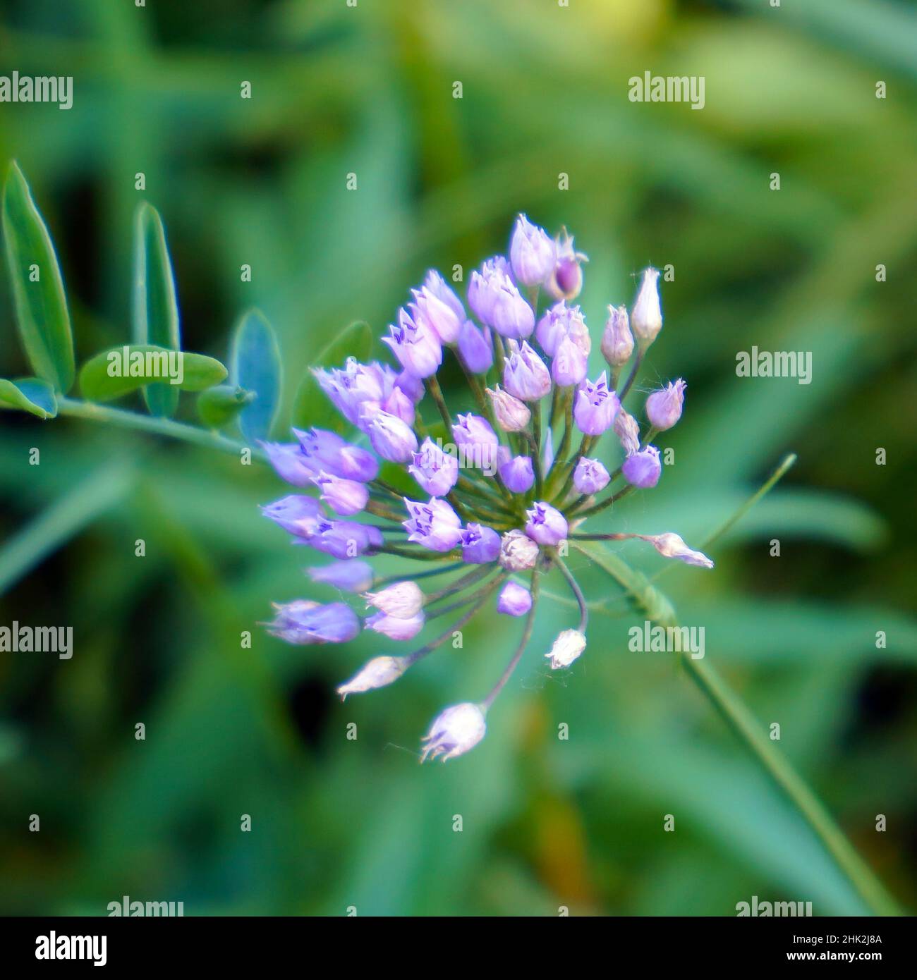 Allium angulosum mouse garlic hi-res stock photography and images - Alamy