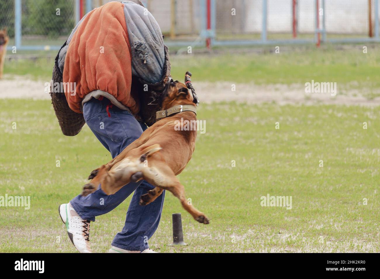 A dog of the German Boxer breed holds a bite sleeve in its mouth. K9 ...