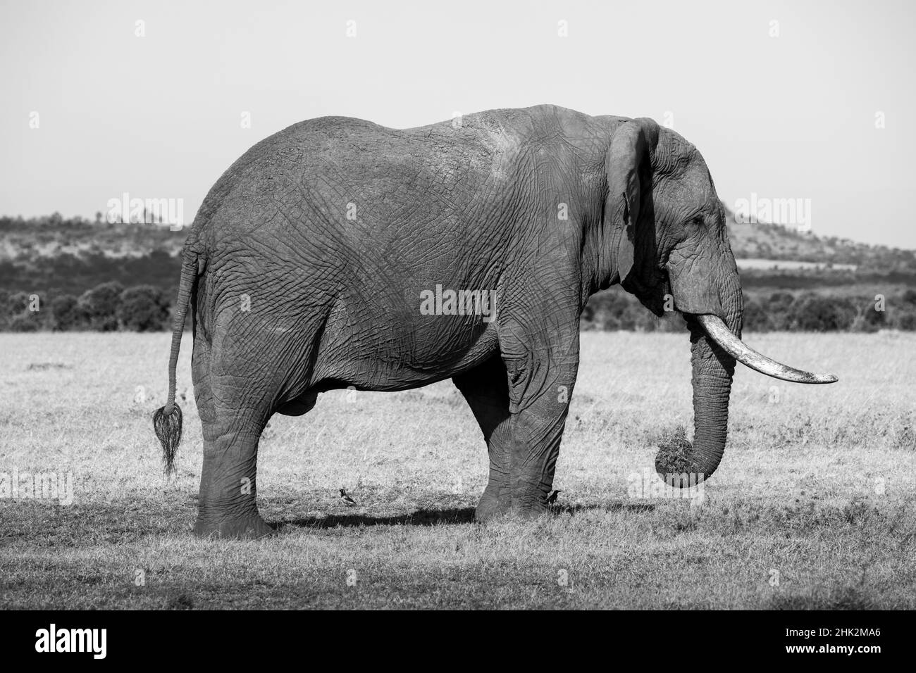 Africa, Kenya, Ol Pejeta Conservancy. Lone bull African elephant Stock ...