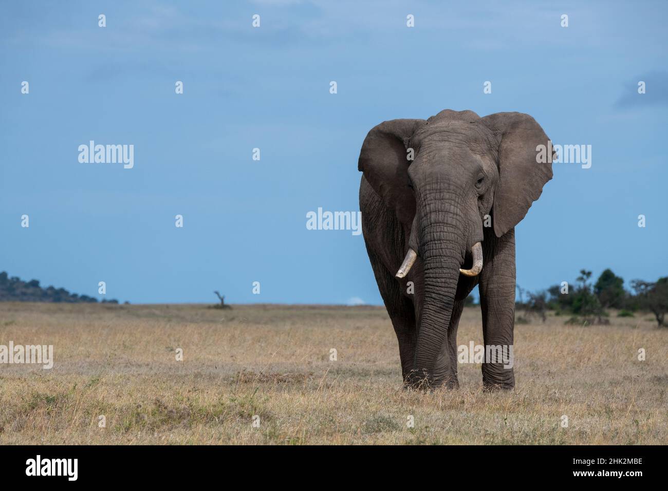 Africa, Kenya, Laikipia Plateau, Ol Pejeta Conservancy. Lone bull ...