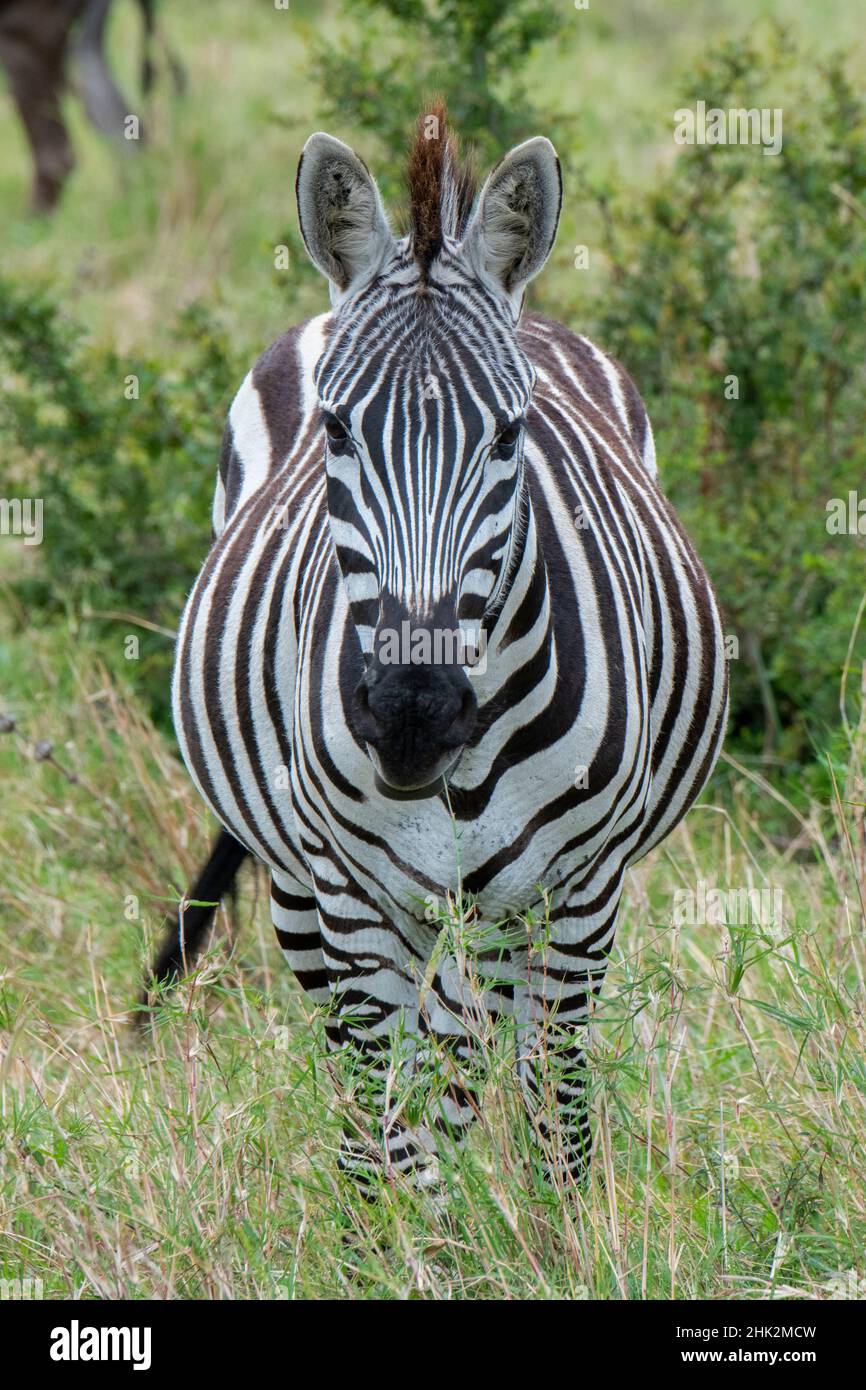Africa, Kenya, Northern Serengeti Plains, Maasai Mara. Plains zebra aka ...