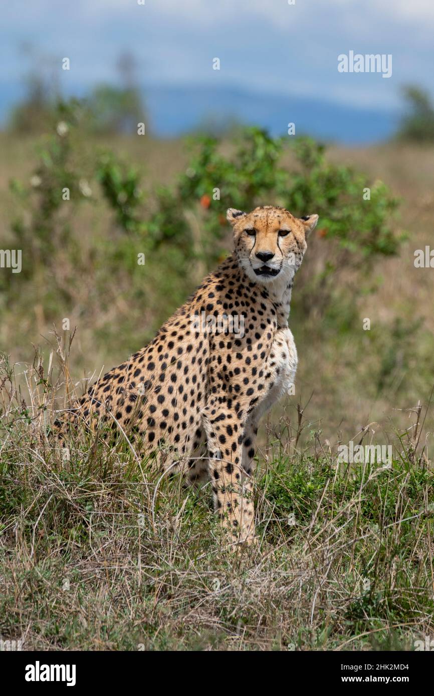 Africa, Kenya, Serengeti Plains, Maasai Mara. Female cheetah ...