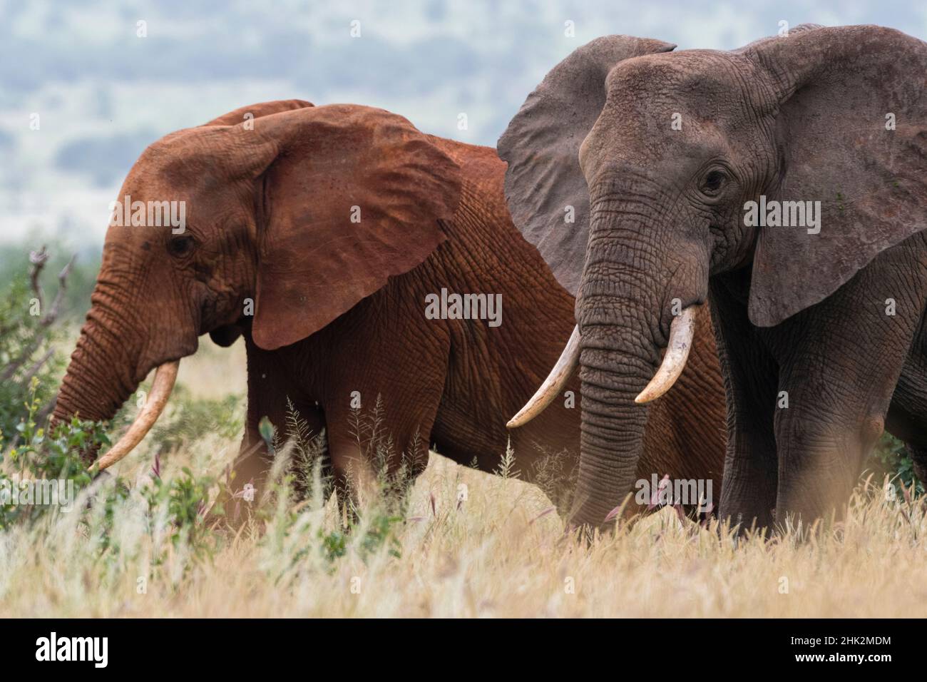 Two African elephants, Loxodonta africana, one of them red for the ...