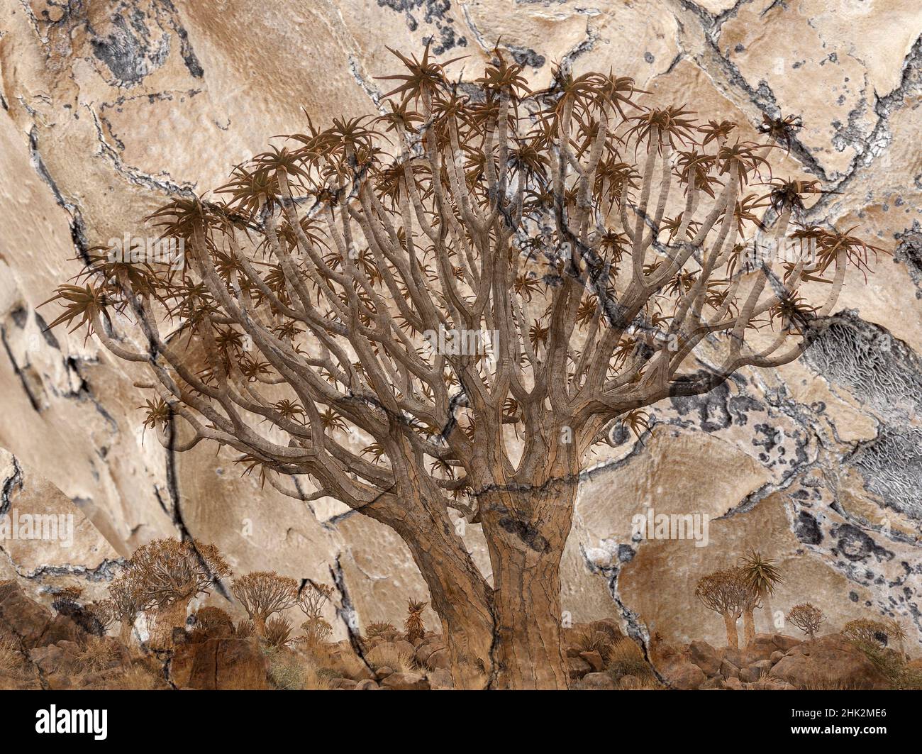 Africa, Namibia. Quiver tree and bark photo montage Stock Photo - Alamy