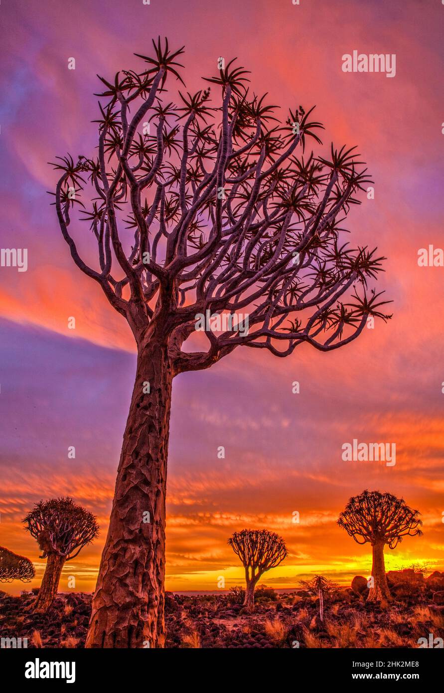 Sunset quiver tree namibia hi-res stock photography and images - Alamy