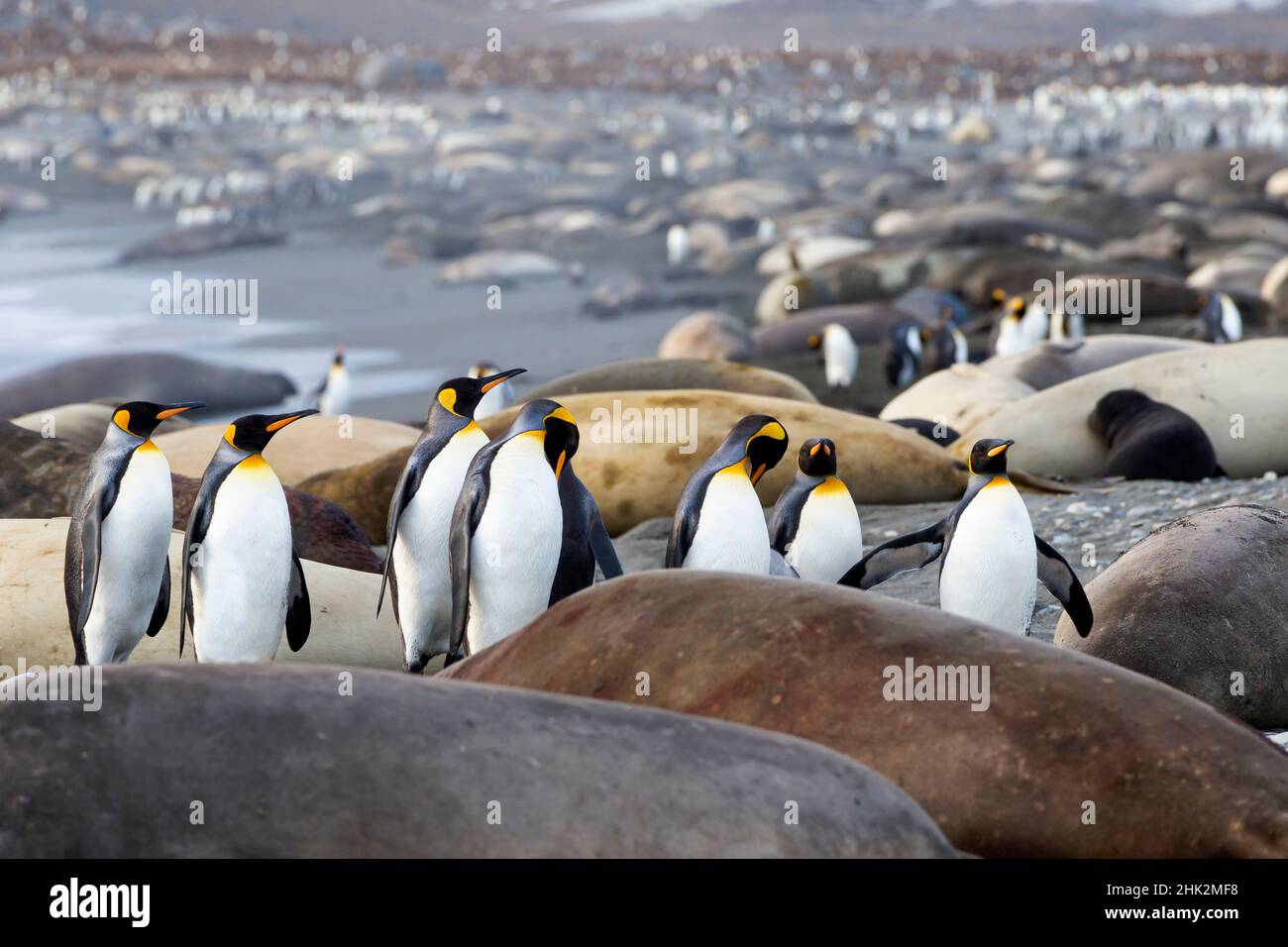 Southern Ocean, South Georgia. A group of king penguins find their way ...