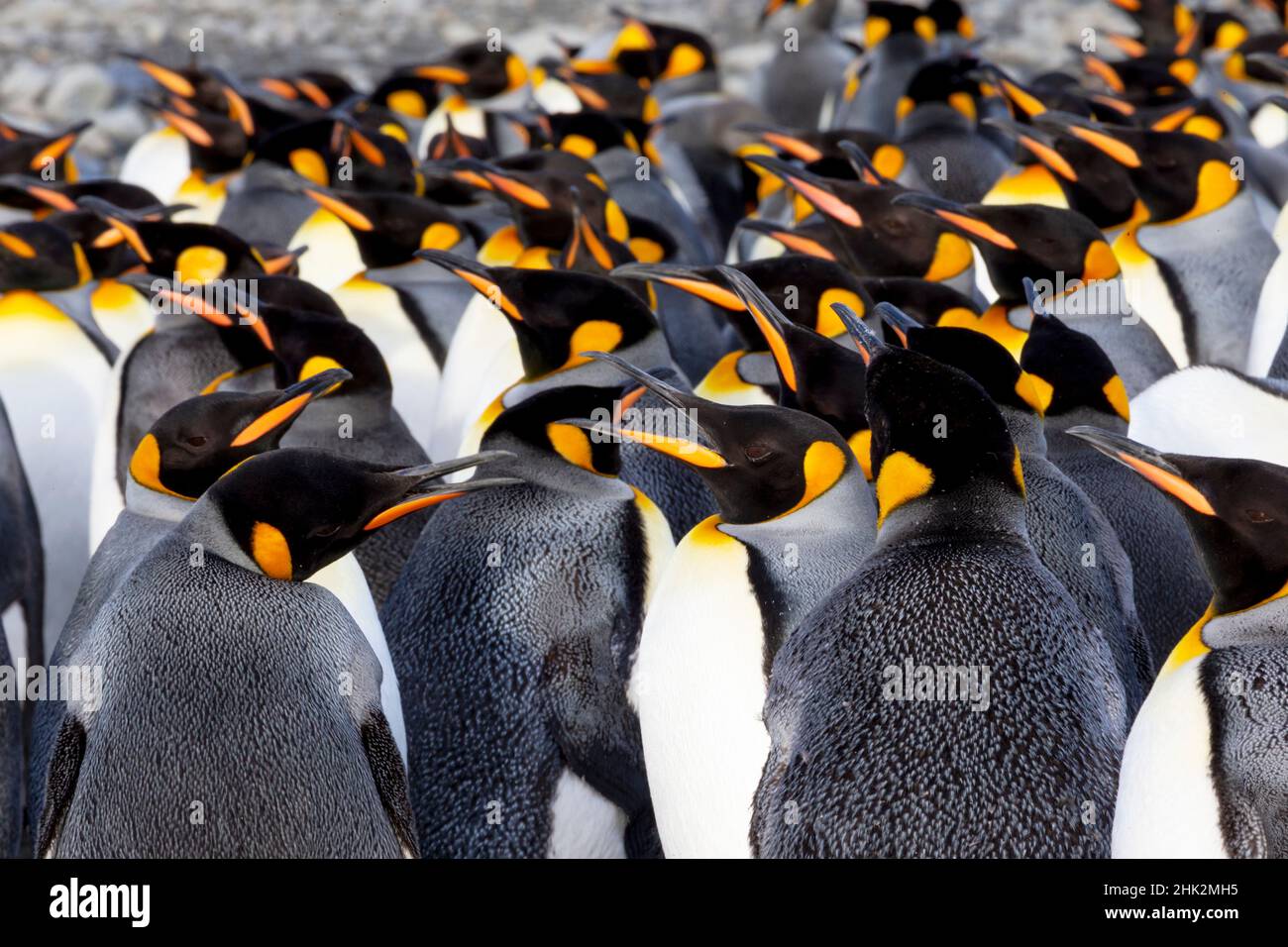 Southern Ocean, South Georgia. Picture of a group of king penguins ...