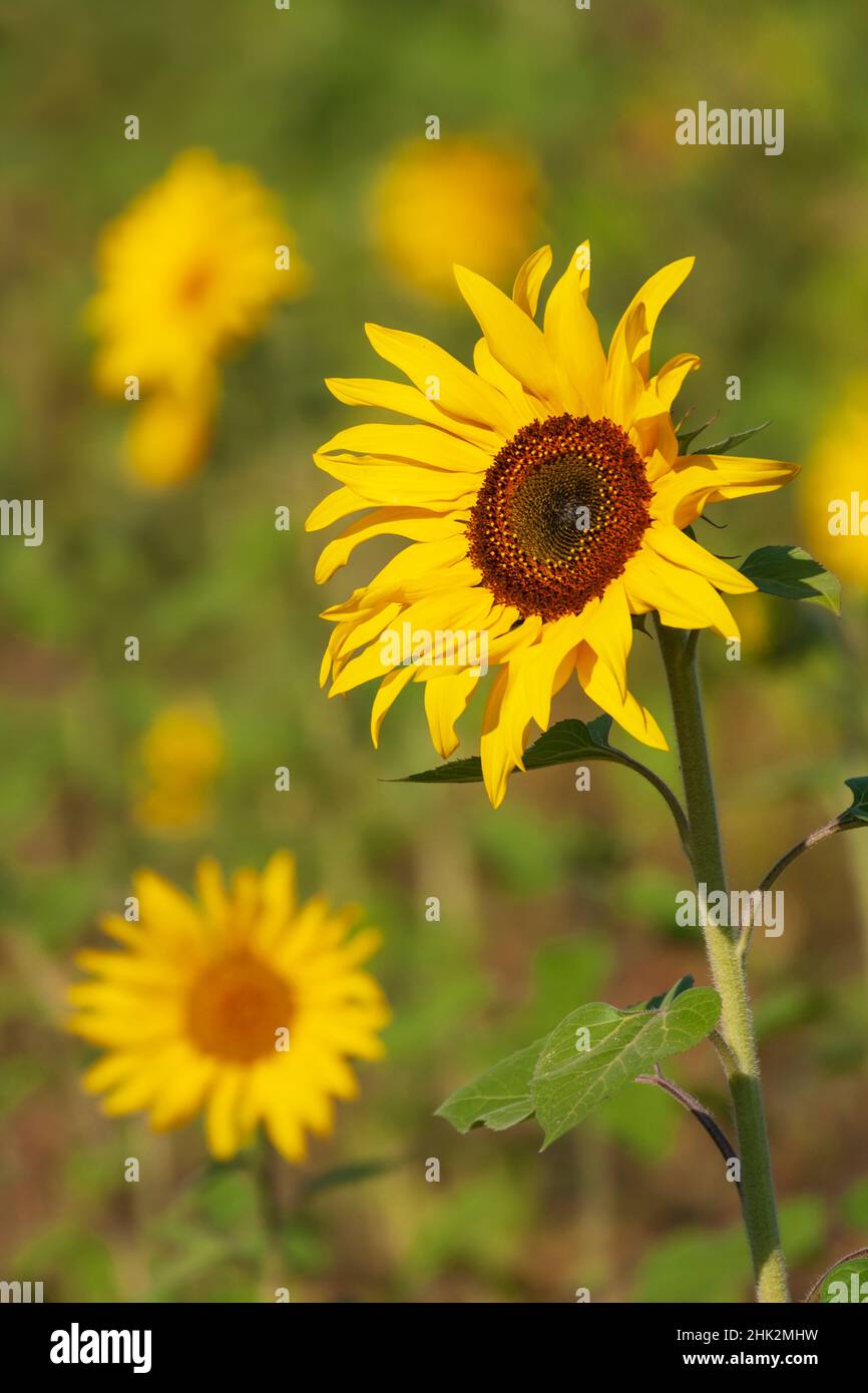 Myanmar inle lake flower hi-res stock photography and images - Alamy