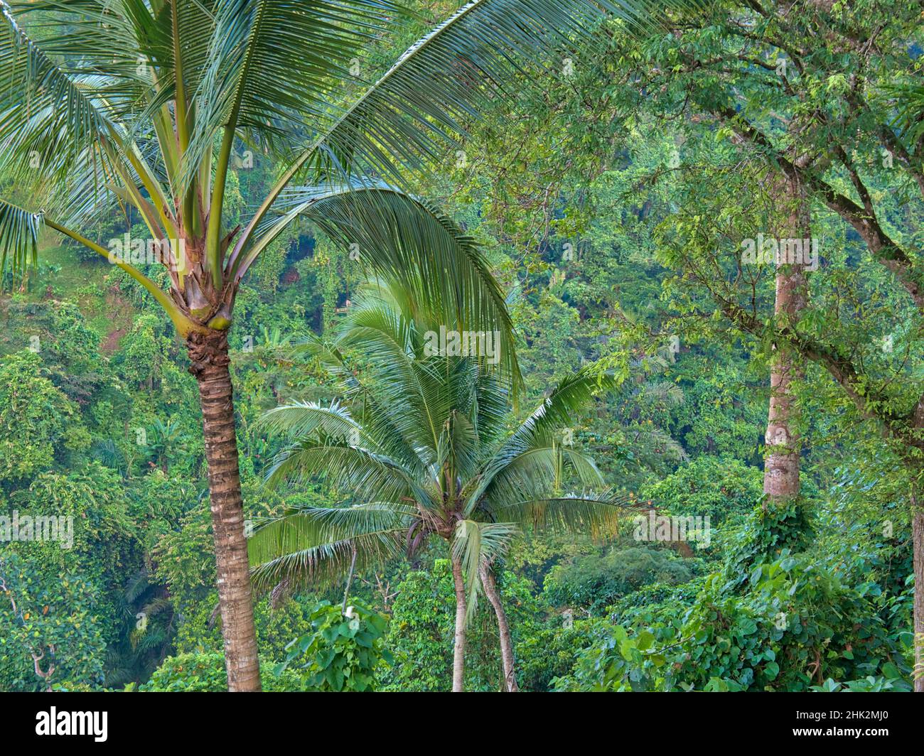 Indonesia, Bali, Ubud. Bali rainforest Stock Photo - Alamy