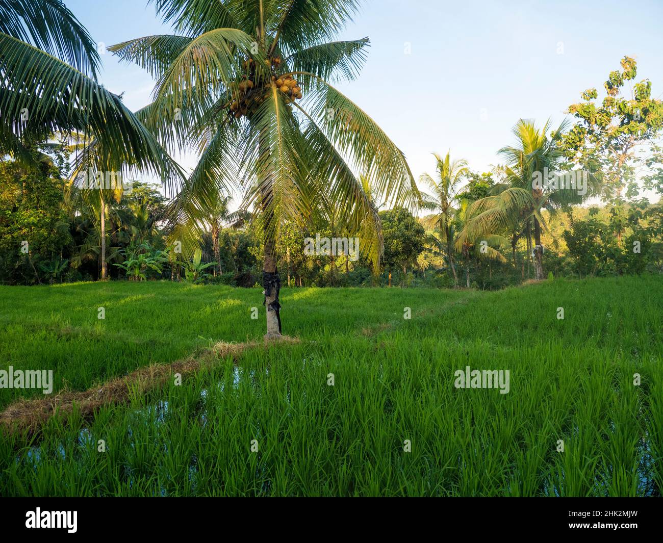 Indonesia, Bali, Ubud. Rice fields and palm trees Stock Photo - Alamy