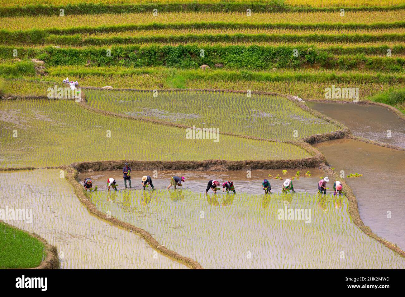 Vietnam . Rice paddies in the highlands of Sapa Stock Photo - Alamy