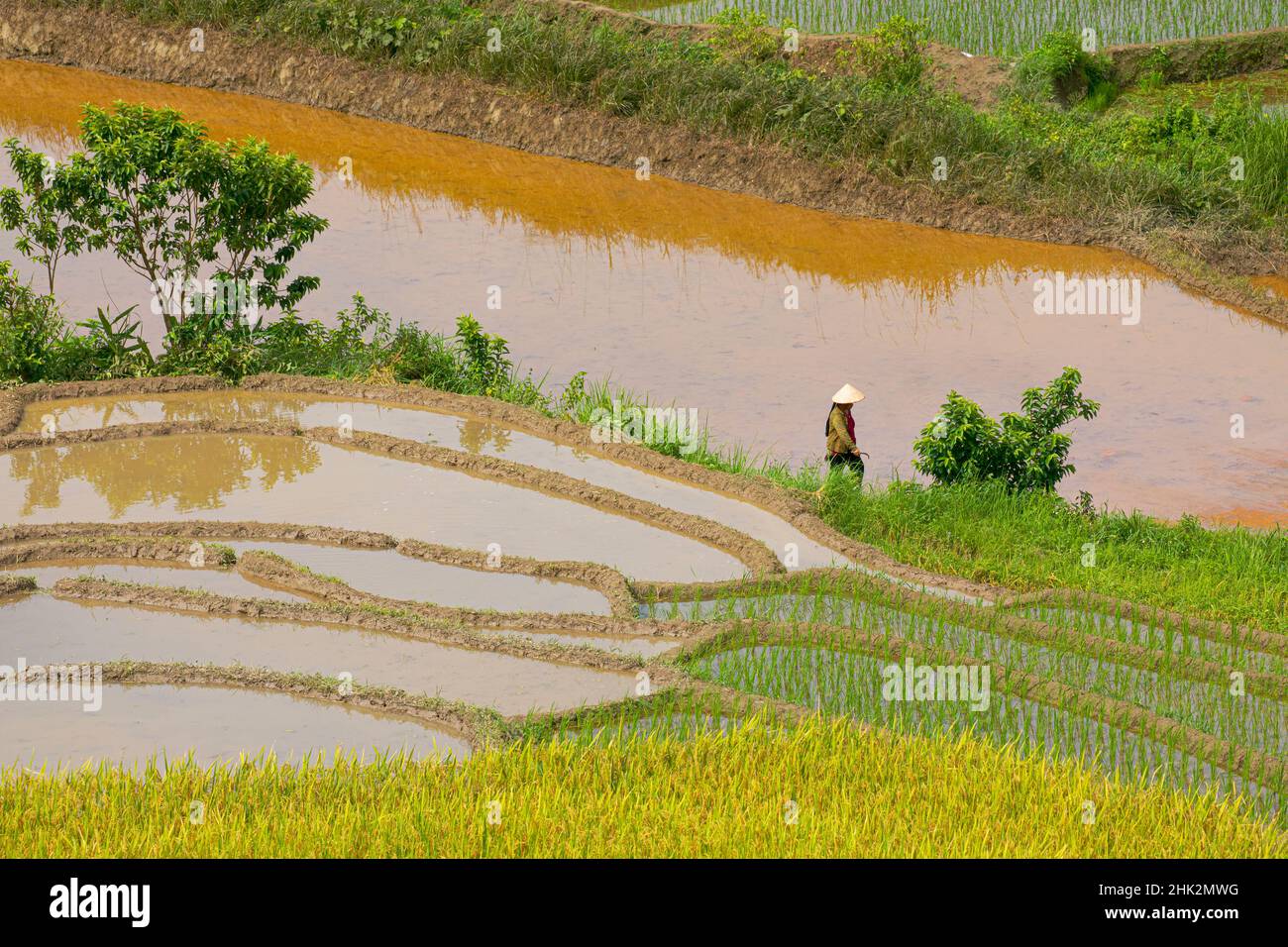 Vietnam . Rice paddies in the highlands of Sapa Stock Photo - Alamy