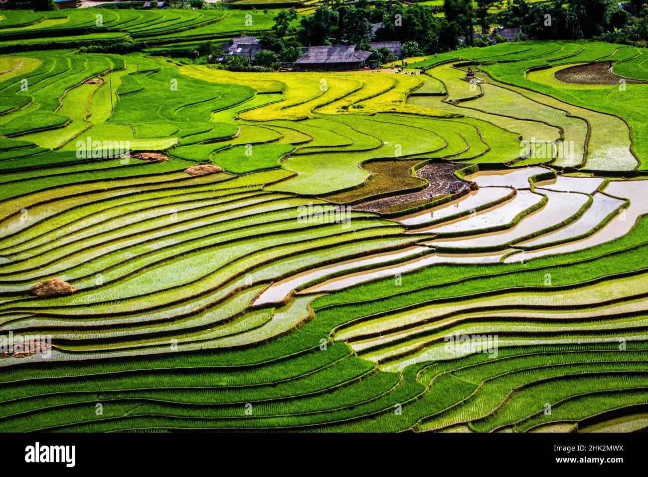 Vietnam . Rice paddies in the highlands of Sapa Stock Photo - Alamy