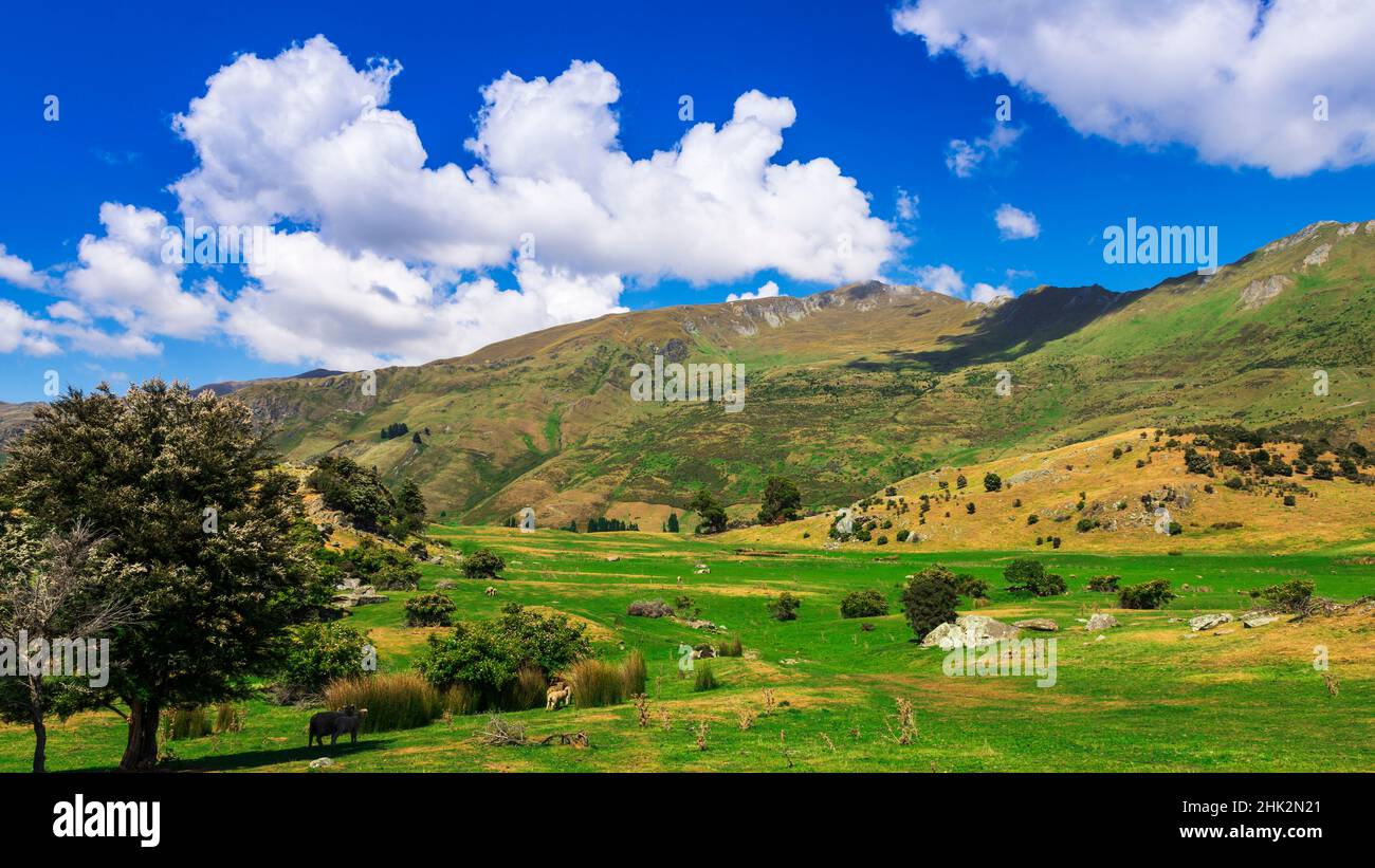 Sheep ranch on the shore of Lake Wanaka, Otago, South Island, New ...