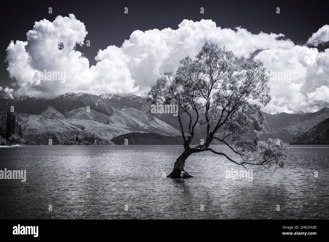 The Wanaka tree, Lake Wanaka, Otago, South Island, New Zealand Stock ...