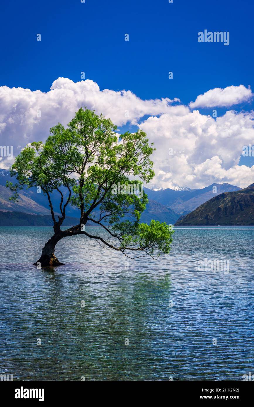 The Wanaka tree, Lake Wanaka, Otago, South Island, New Zealand Stock ...