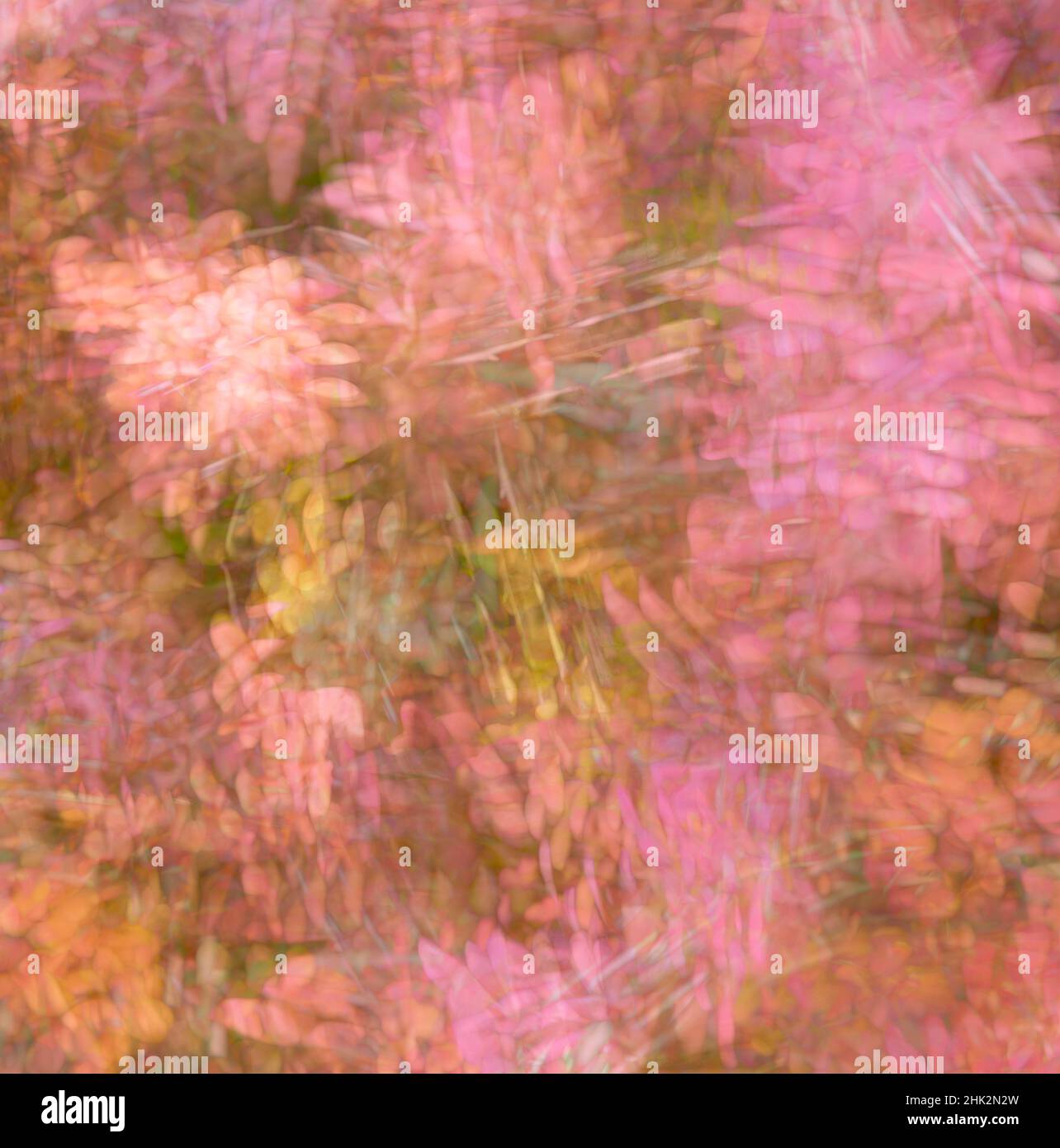 Abstract painterly floral hi-res stock photography and images - Alamy
