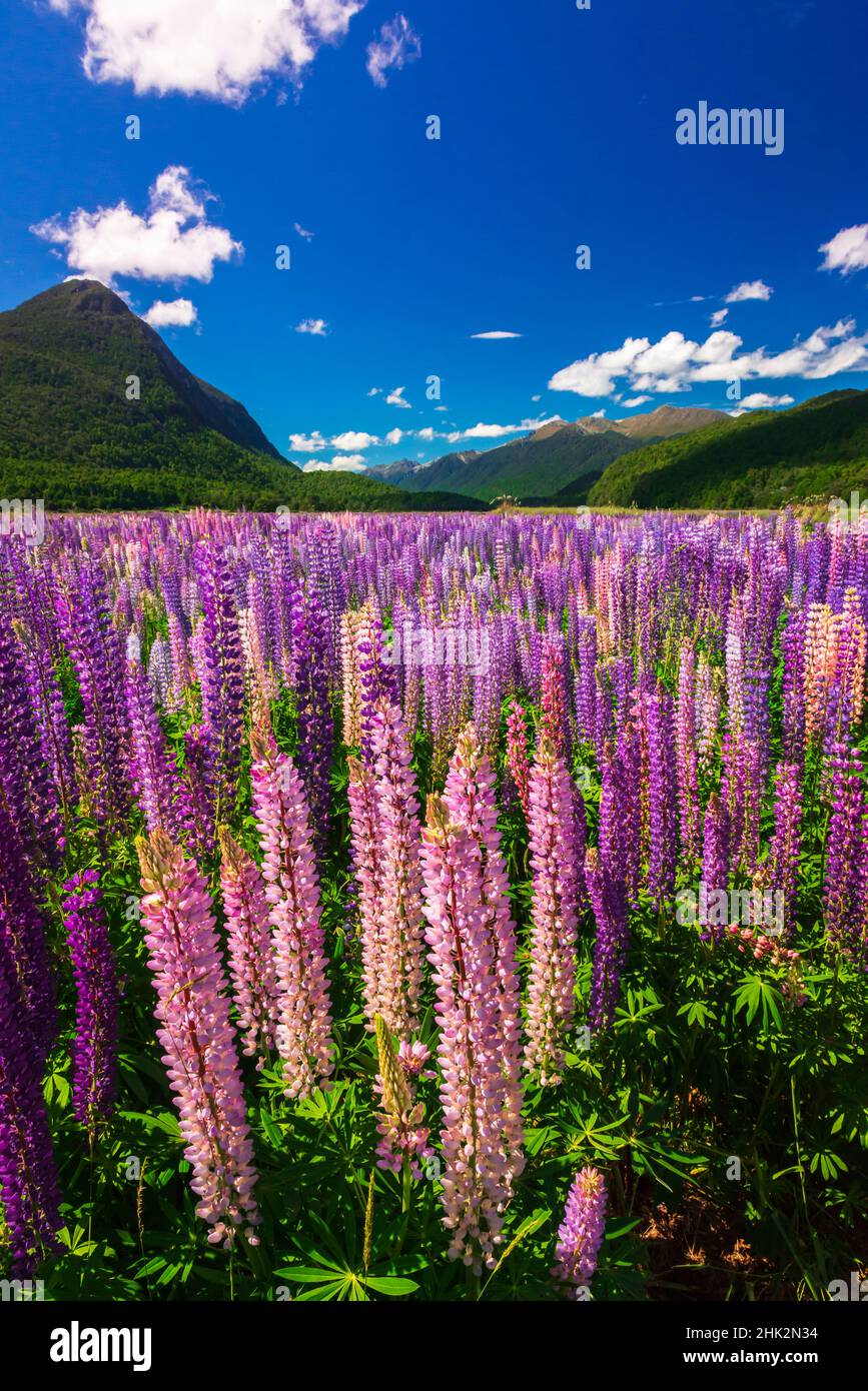 Spring lupine in Eglinton Valley, Fiordland National Park, South Island ...