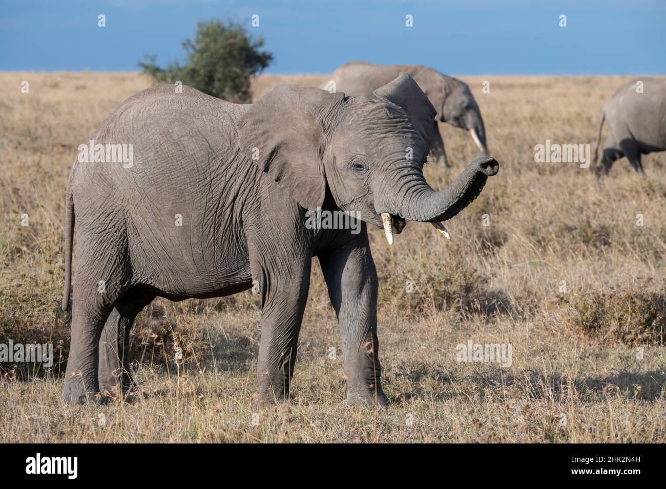 Africa, Kenya, Ol Pejeta Conservancy. Young African elephant Stock ...