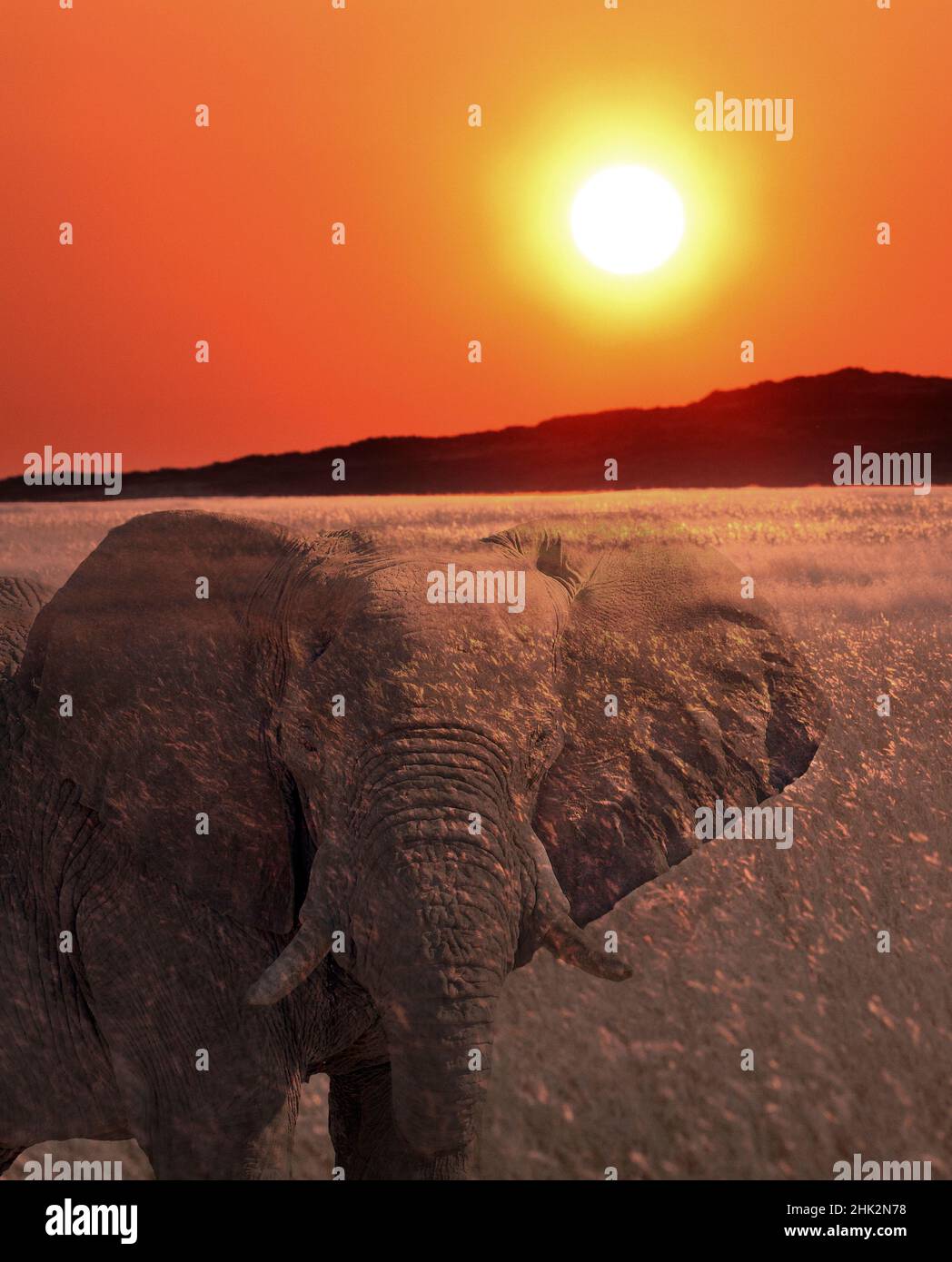 Africa montage hi-res stock photography and images - Alamy