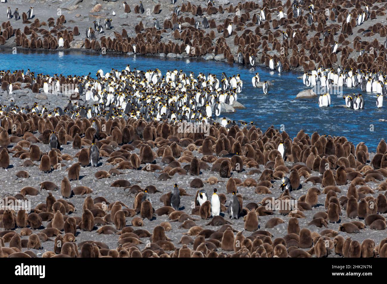 Southern Ocean, South Georgia, St. Andrew's Bay. A large group of adult ...