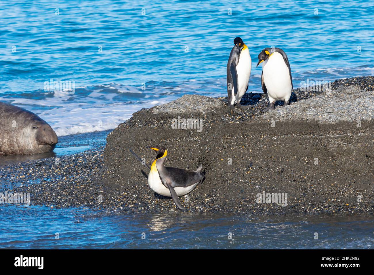 Southern Ocean, South Georgia, king penguin, Aptenodytes, patagonicus ...