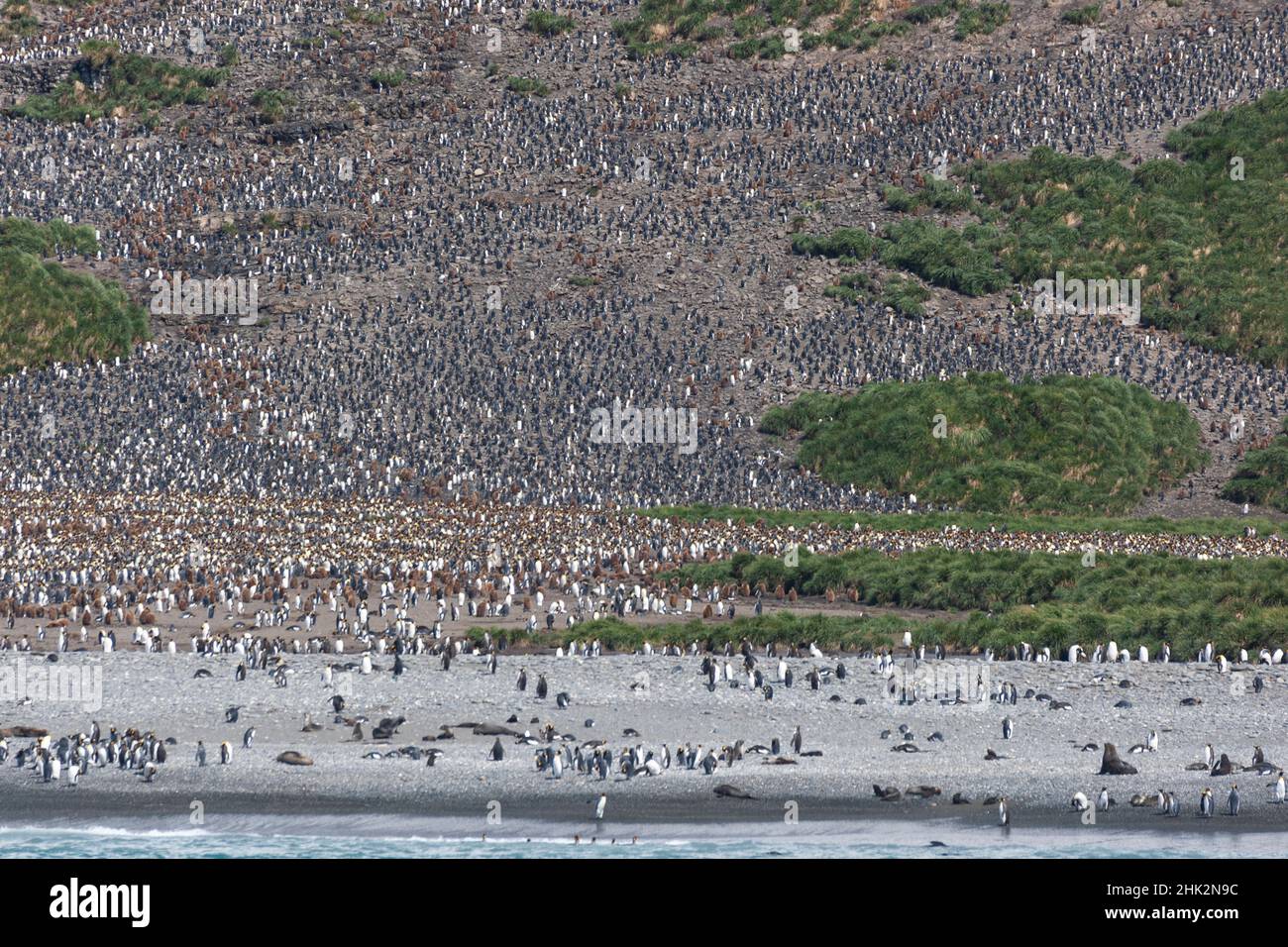 Southern Ocean, South Georgia, Salisbury Plain. The king penguin ...