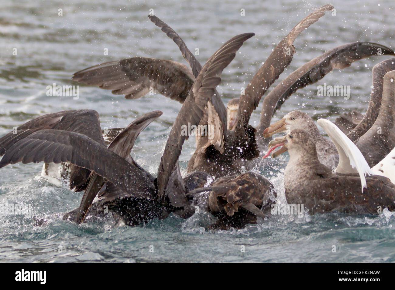 Southern Ocean, South Georgia, northern giant petrel. A group of giant ...