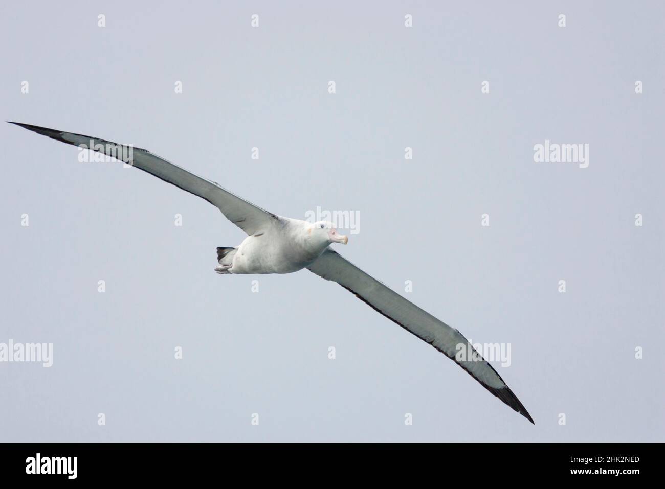 Southern Ocean, South Georgia, wandering albatross. A wandering ...