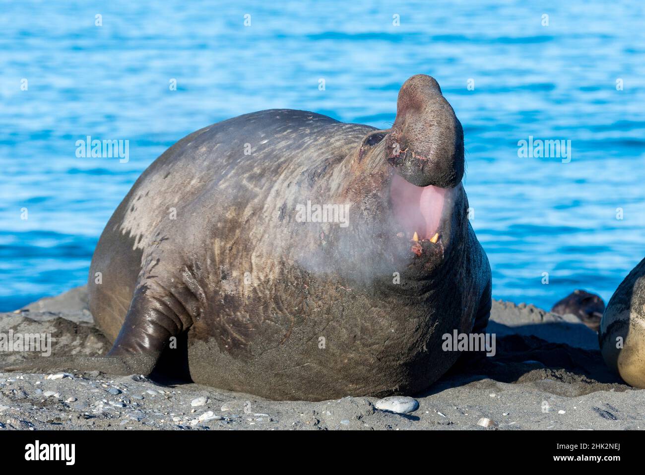Bellowing steam hi-res stock photography and images - Alamy