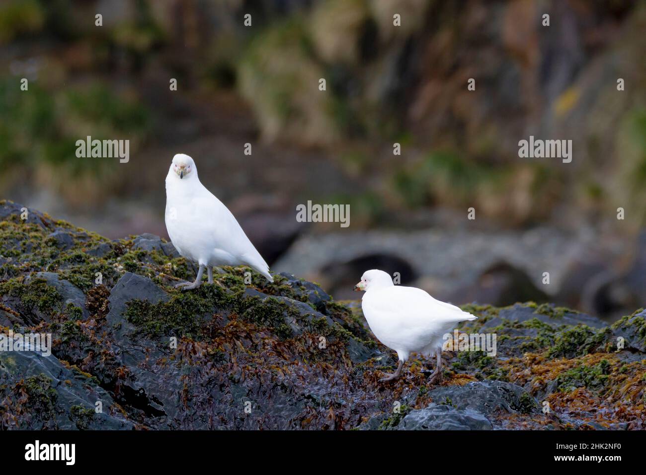 Southern Ocean, South Georgia, snowy sheathbill, Chionis alba. A pair ...