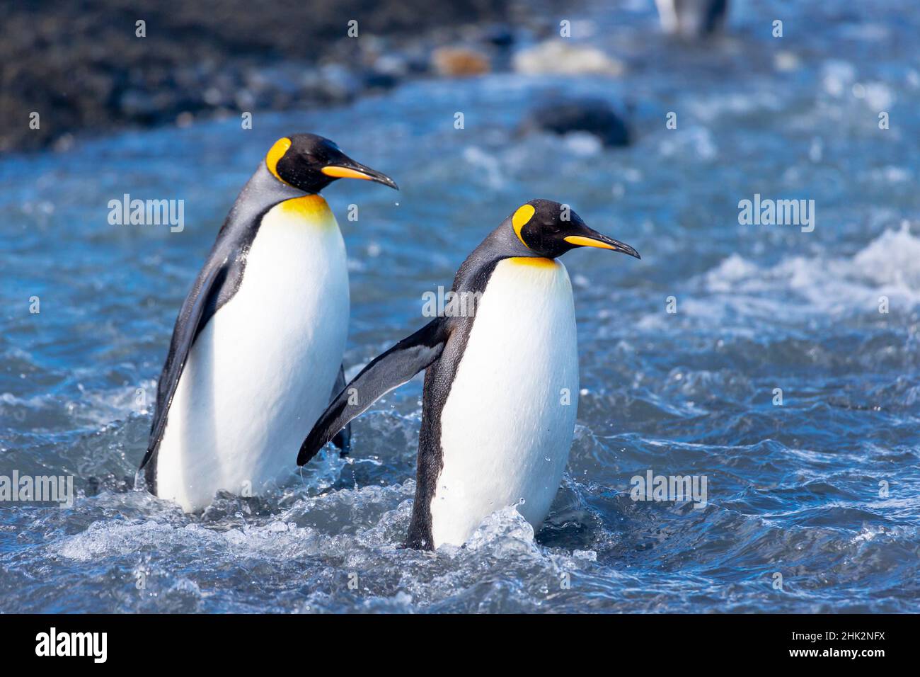 Southern Ocean, South Georgia. Two king penguins walk through a swiftly ...