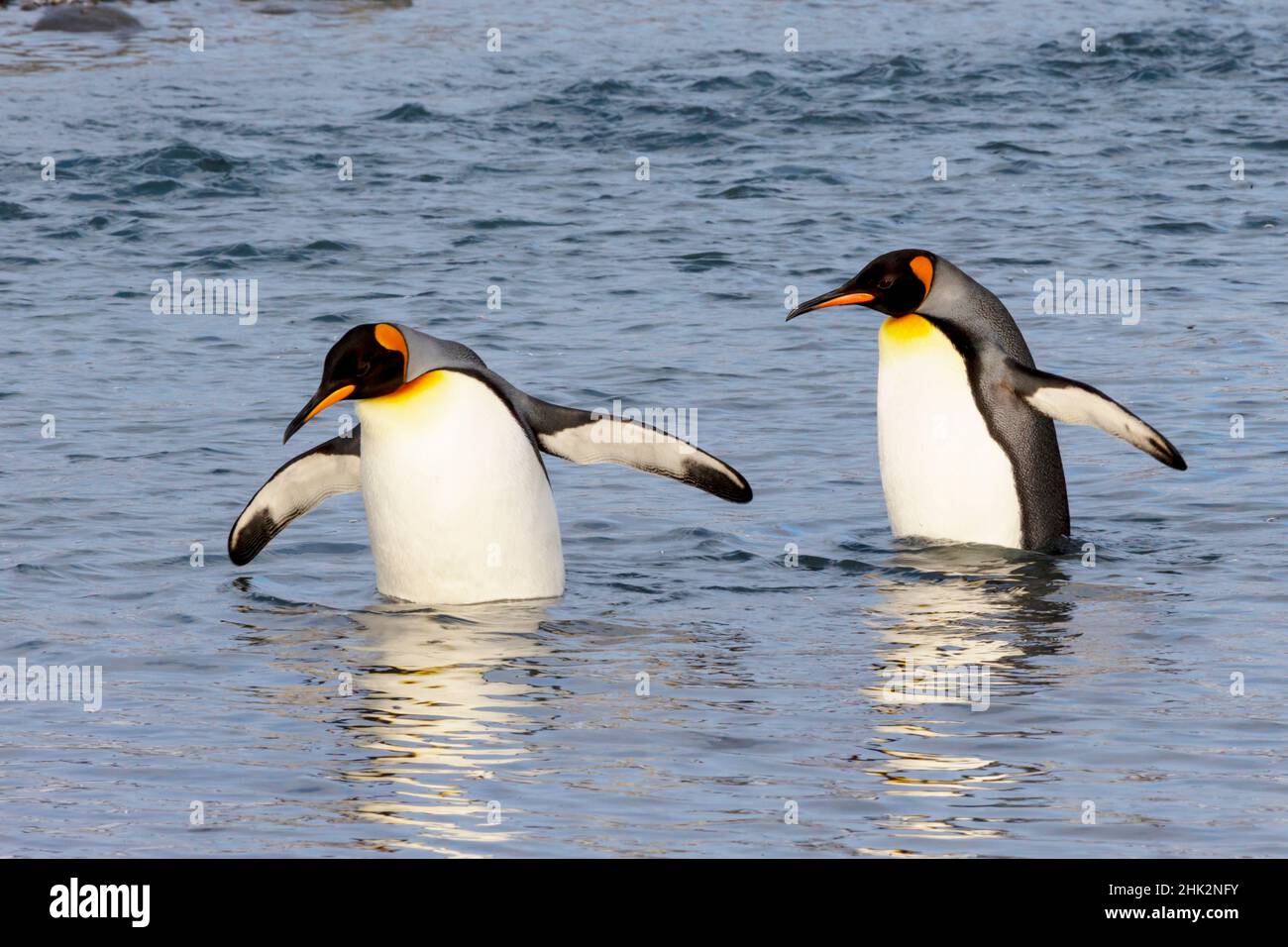 Wade through the water hi-res stock photography and images - Alamy