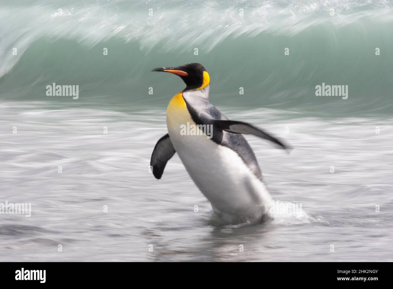 Southern Ocean, South Georgia. A clean king penguin emerges from the ...