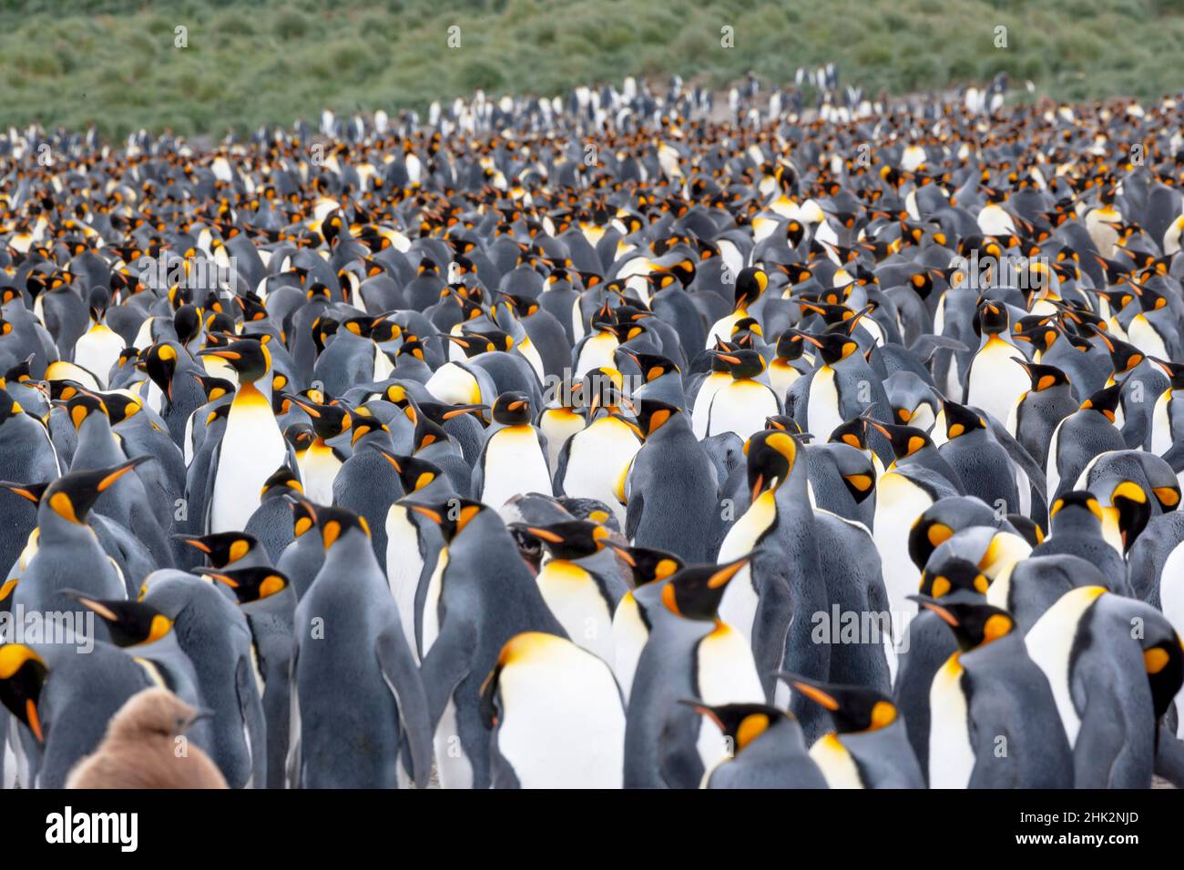 Southern Ocean, South Georgia, king penguin, Aptenodytes Papagonicus ...