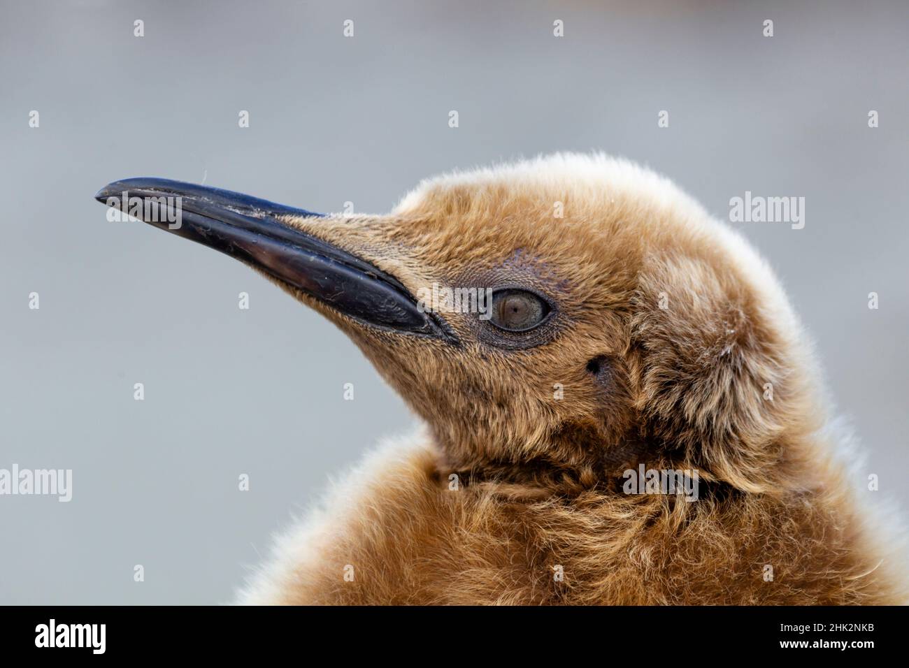 Penguin headshot hi-res stock photography and images - Alamy