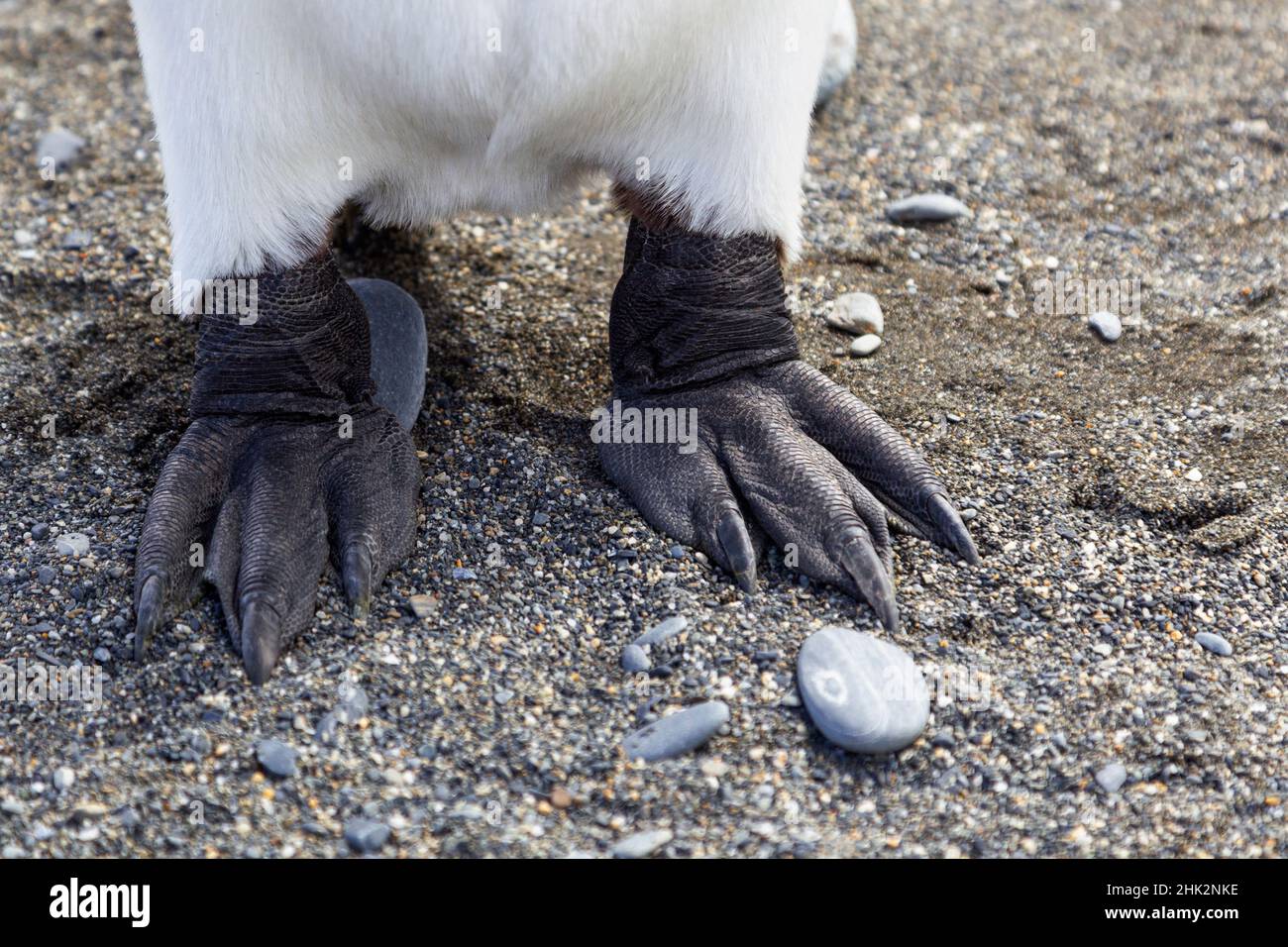 Scaly black feet hi-res stock photography and images - Alamy