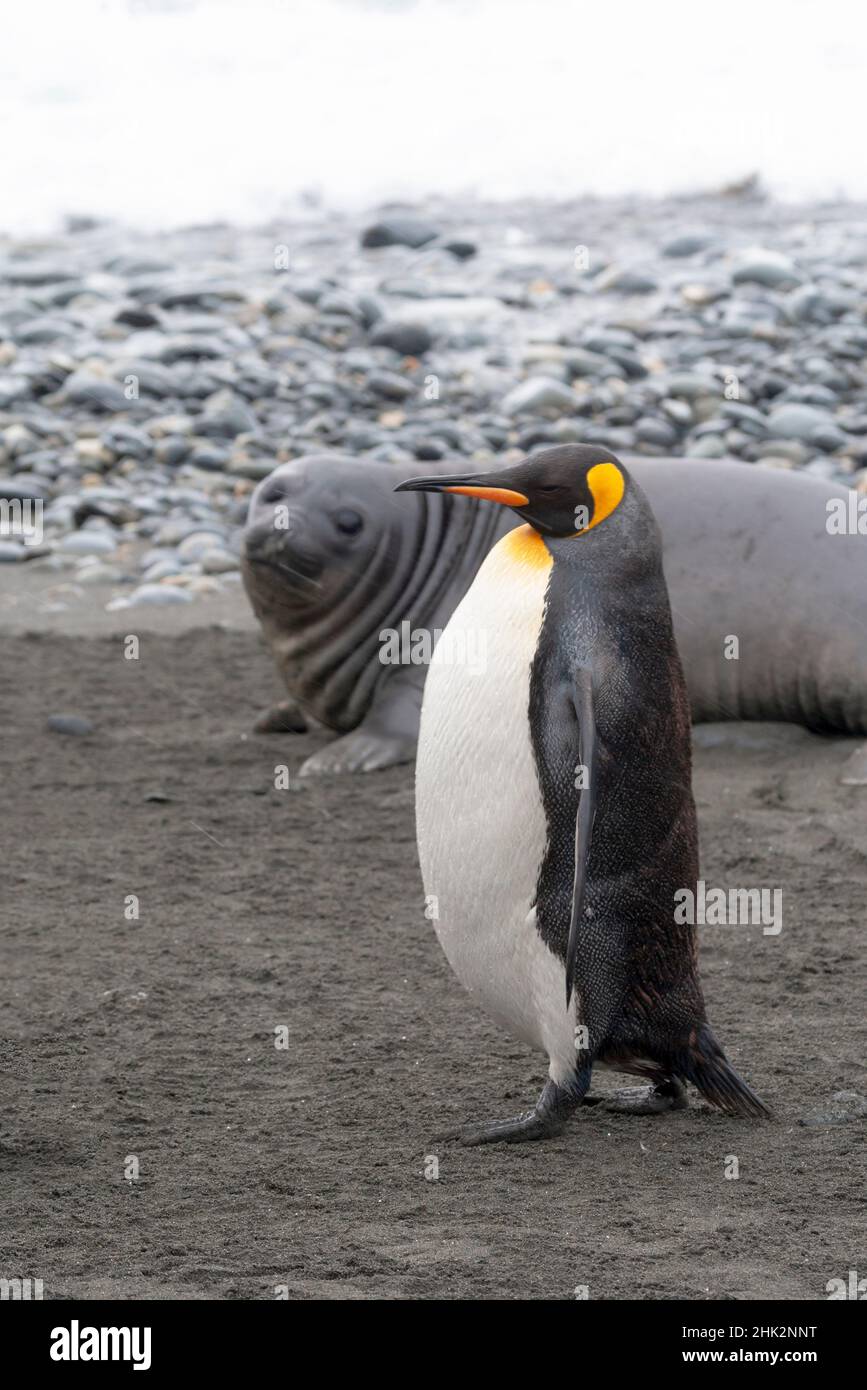 Southern Ocean, South Georgia. Portrait of a very fat king penguin ...