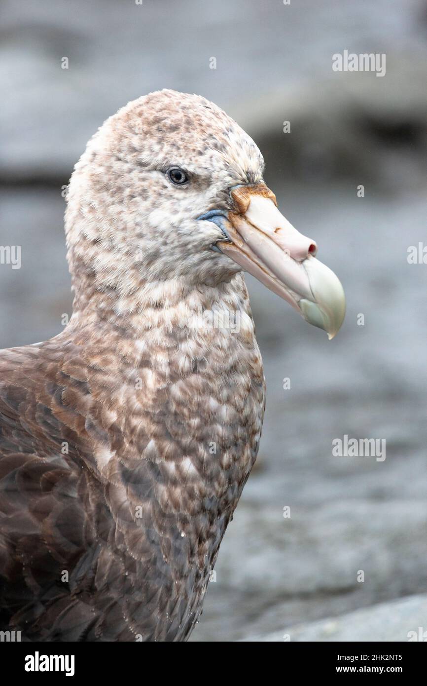Giant giantess hi-res stock photography and images - Alamy