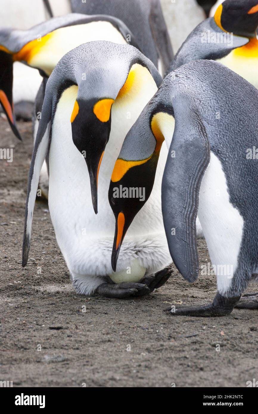 Southern Ocean, South Georgia. Two adults examine the egg on the feet ...